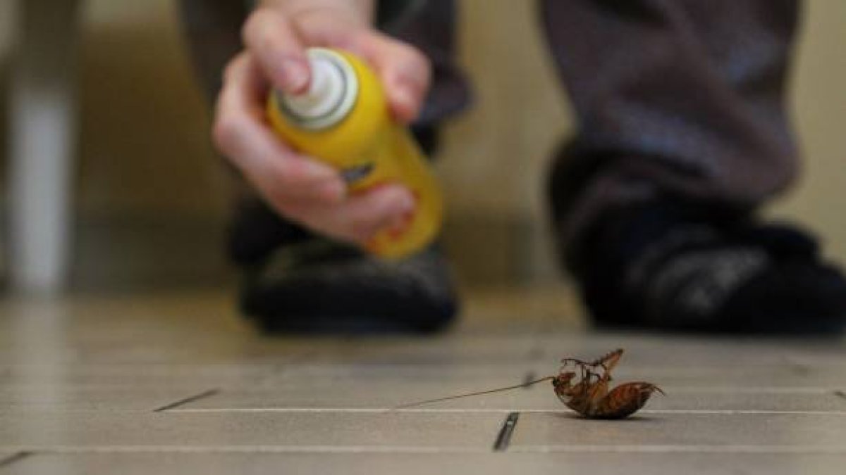 ¿Qué pasa si un hombre le sale huyendo a una cucaracha?