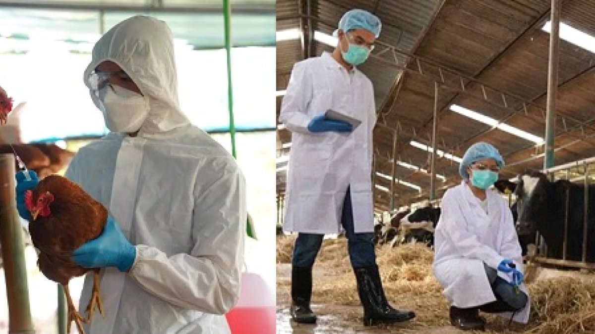 Detectan gripe aviar H5N1 en humanos y en leche vacas en EUA