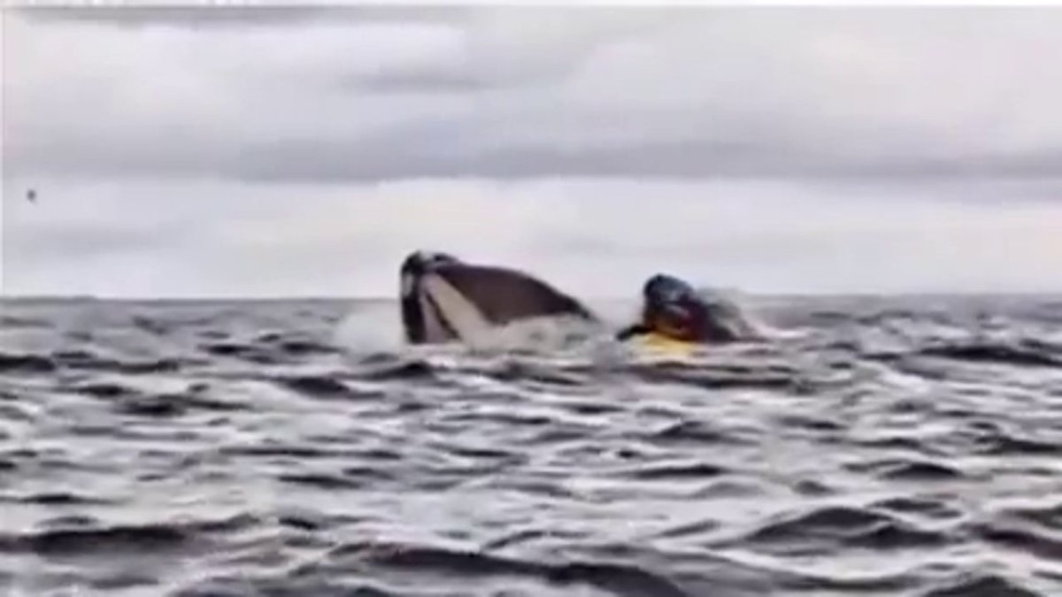 En Chile: una ballena se traga a un hombre y luego lo escupe