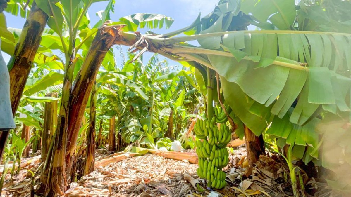 Inespre inicia compra bananos a productores de Azua