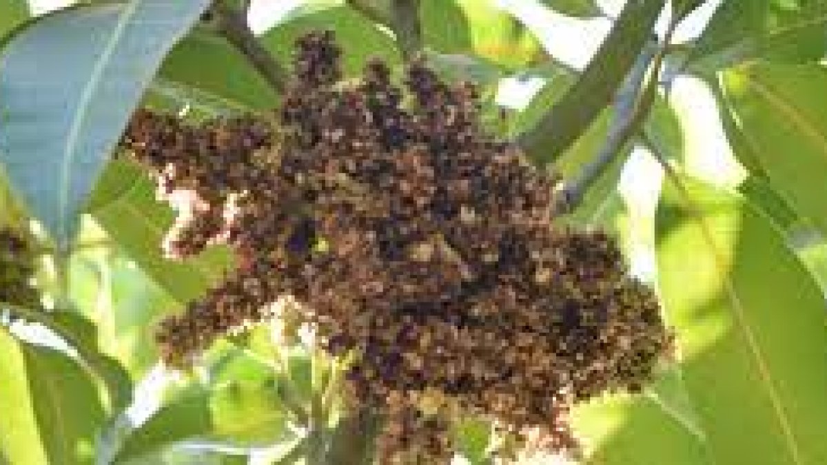 Capacitan para controlar enfermedad ataca el mango de Baní