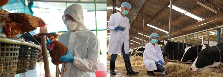 Detectan gripe aviar H5N1 en humanos y en leche vacas en EUA