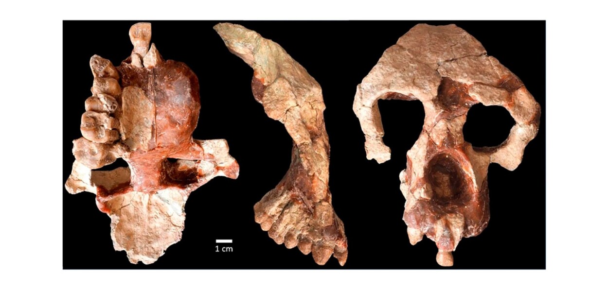 El fósil de una nueva especie de simio en Egipto redefine el origen de ...