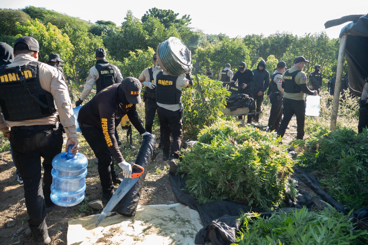 Persiguen 3 hombres por cultivo marihuana en Baní