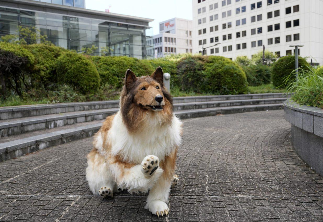 Toco, el hombre japonés que logró su sueño de convertirse en perro