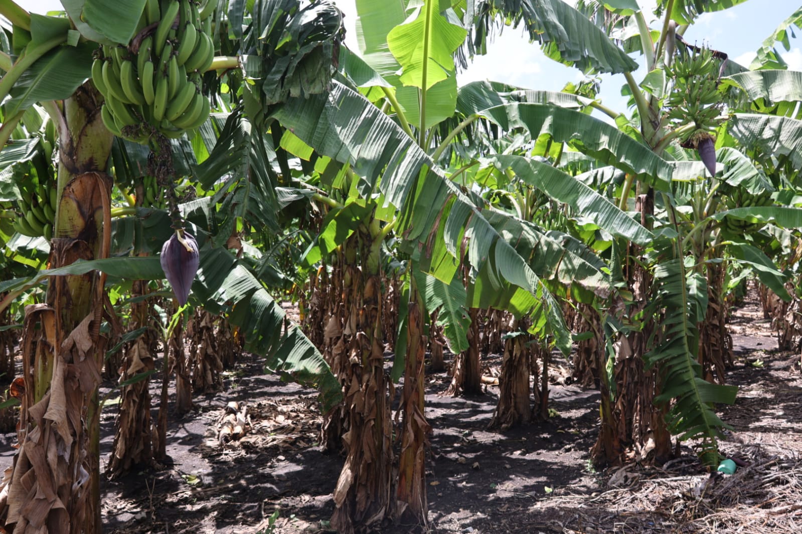 Moca: la tierra bendecida que produce de todo un poco, incluyendo ...